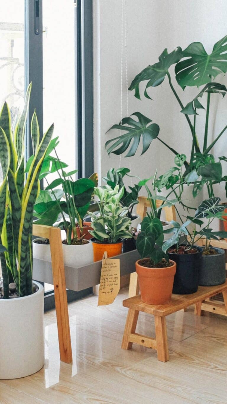 8 Plants Ideas For Japandi Home – Making A Green Life by Lily
