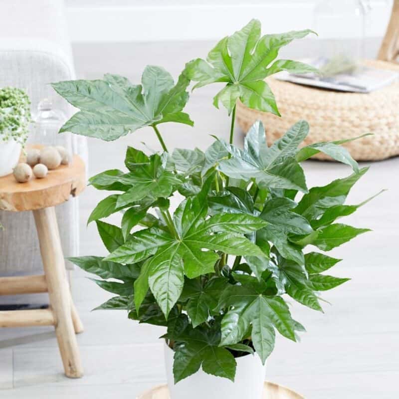 8 Plants Ideas For Japandi Home – Making A Green Life by Lily